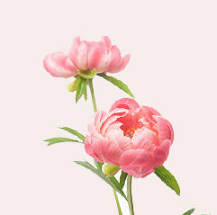 fnp.ae - #1 Florist in UAE | Flower Delivery Dubai | Flower Shop