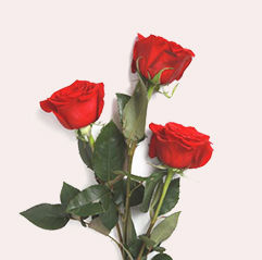 Flower Delivery Dubai, Flower Shop, Top Rated Florist - fnp.ae