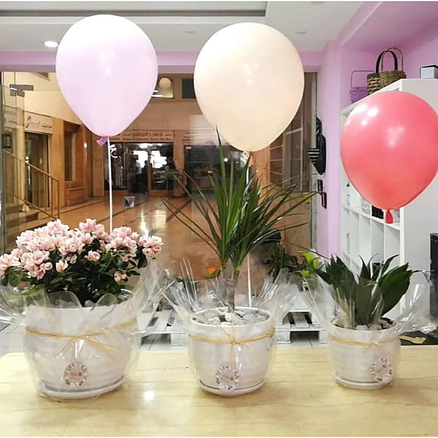 Online Beautiful Azalea Plant Gift Delivery in Jordan - FNP