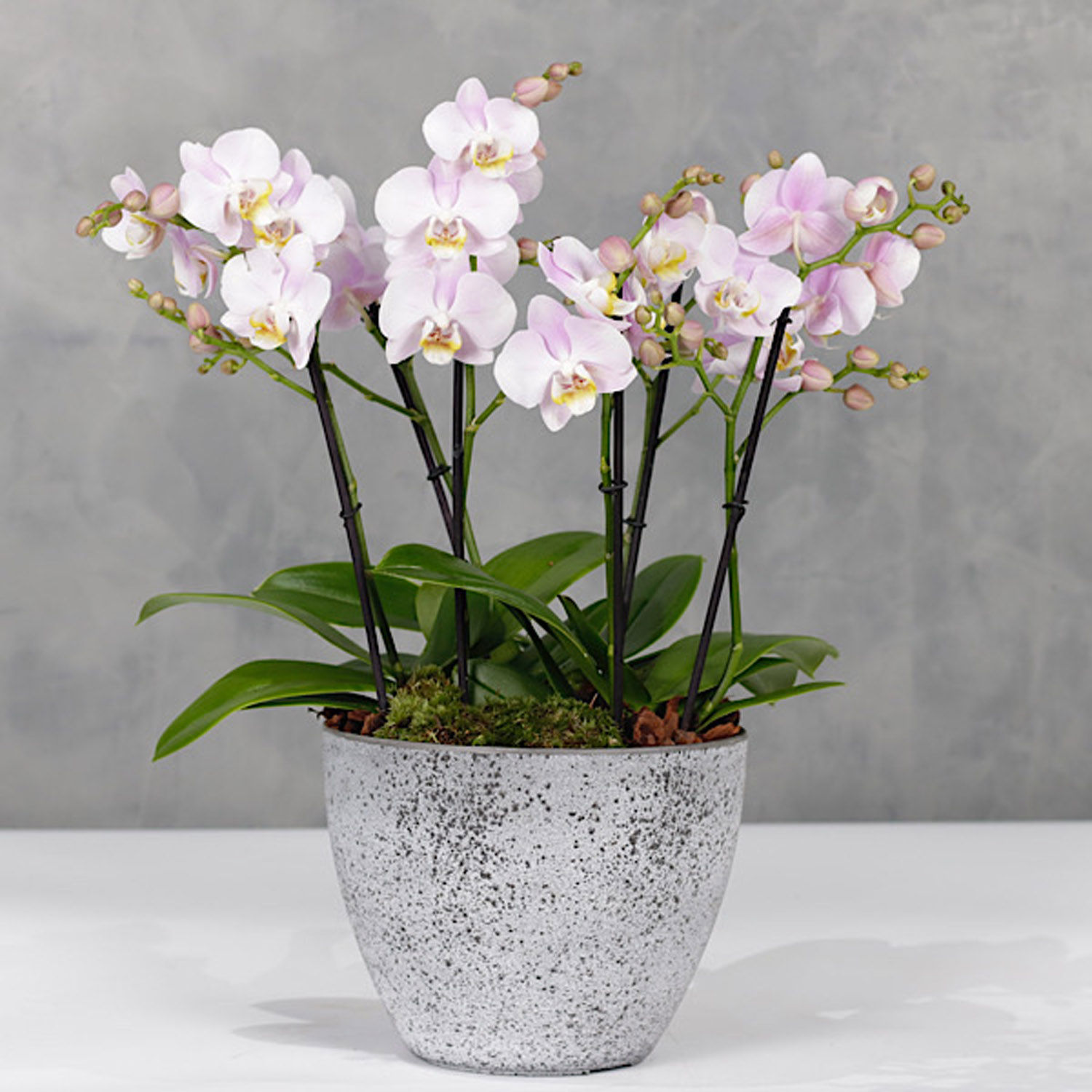 Online Light Pink Orchids Plant Vase Gift Delivery in Kuwait - FNP