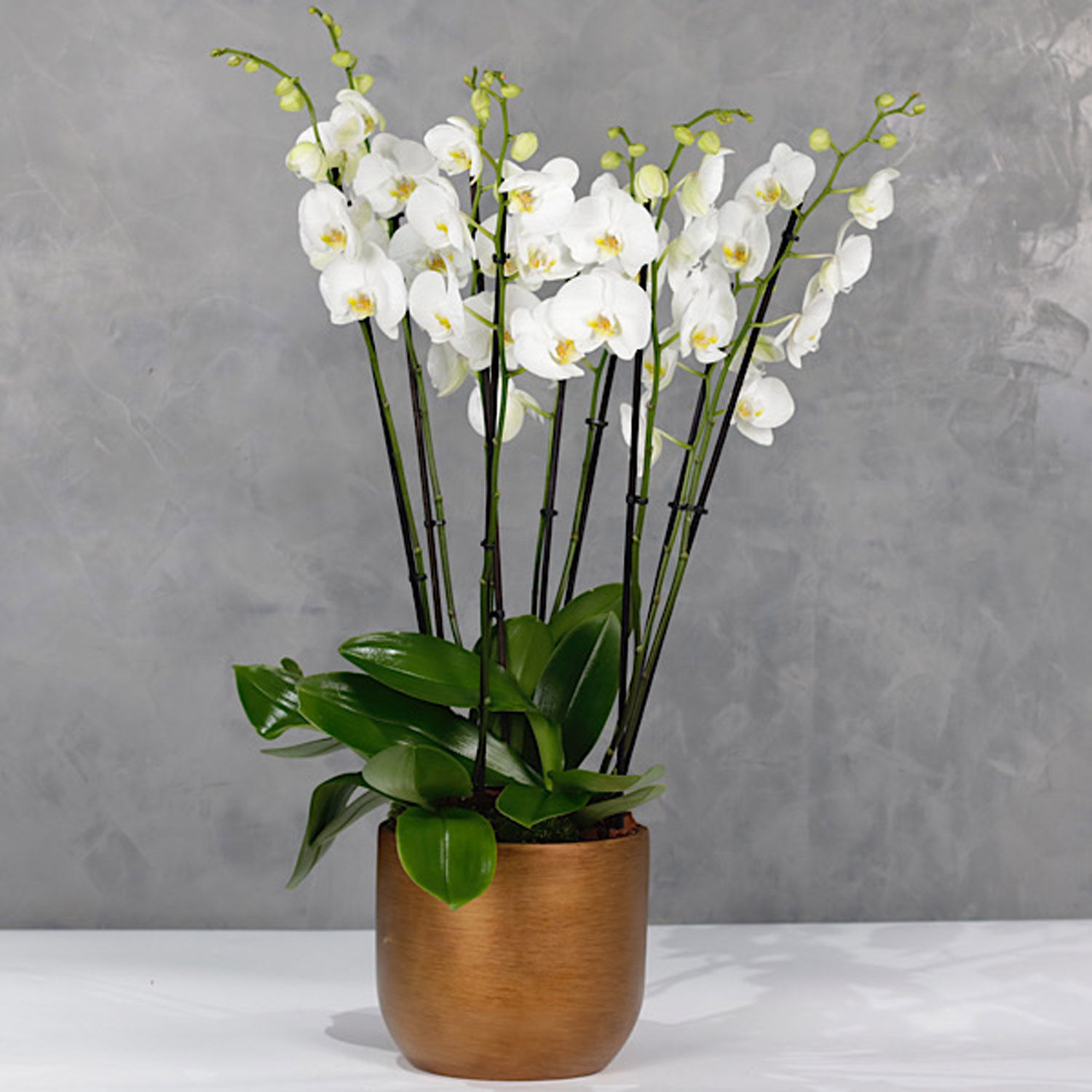 Online Orchids Plant Golden Vase Gift Delivery in Kuwait - FNP