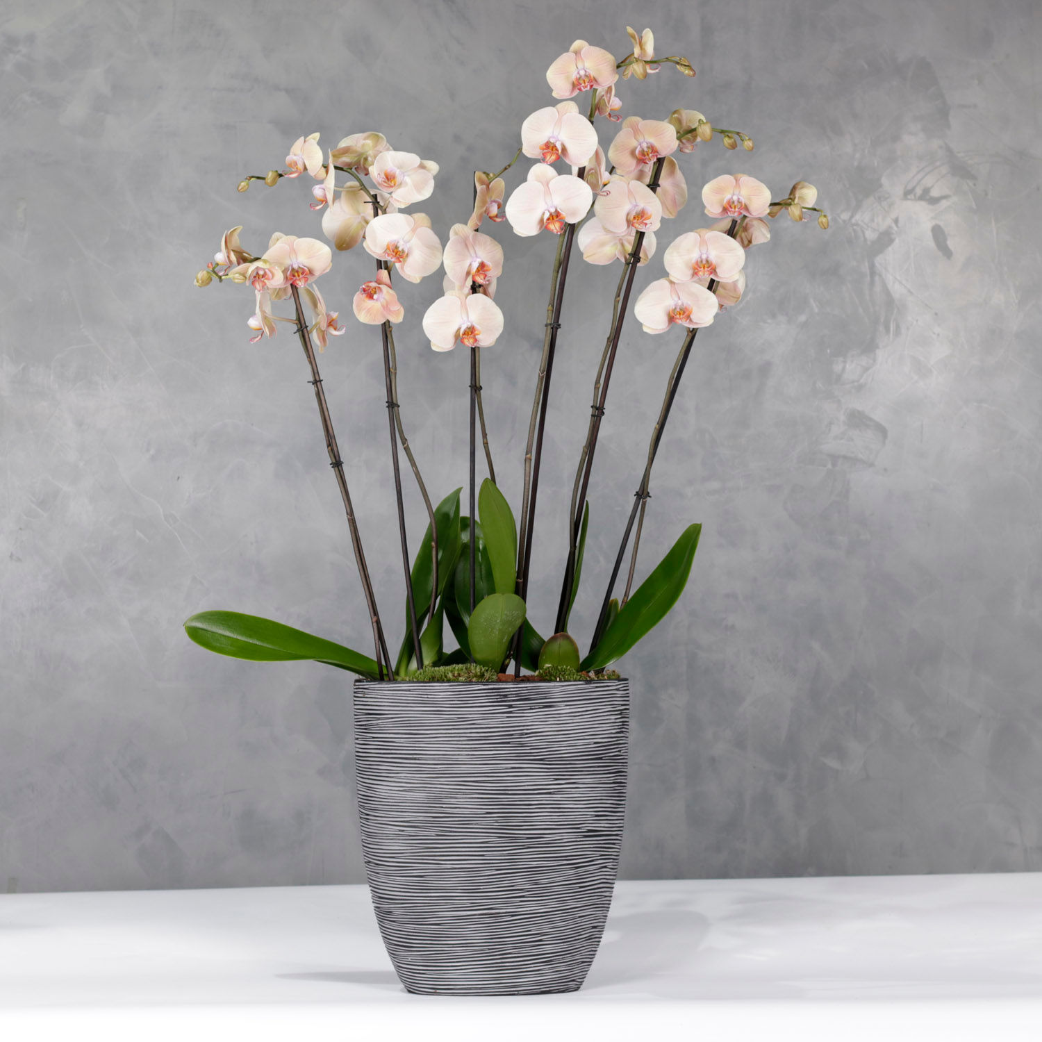 Online Peach Specia Orchids Gift Delivery in Kuwait - FNP