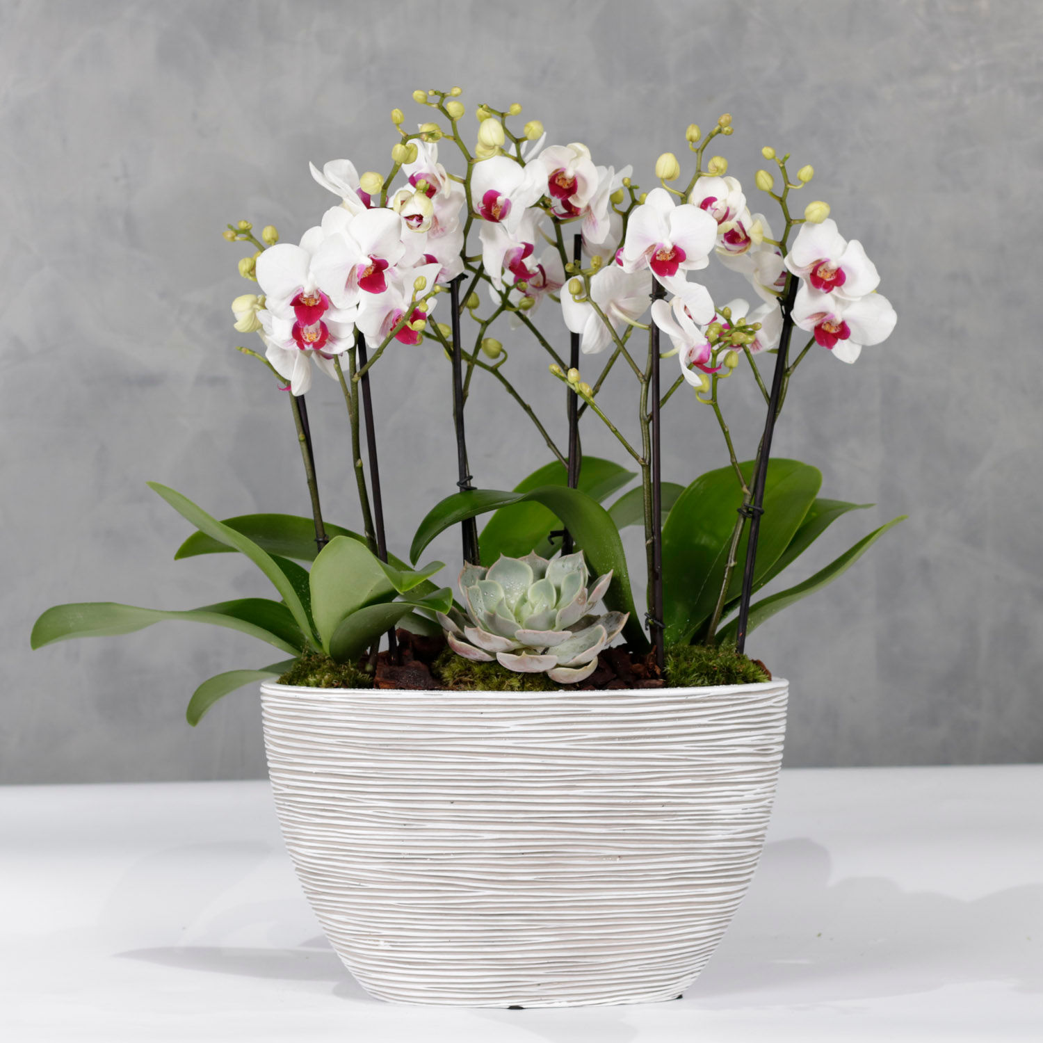 Online Red Lips Midi Multiflora Orchids Gift Delivery in Kuwait - FNP