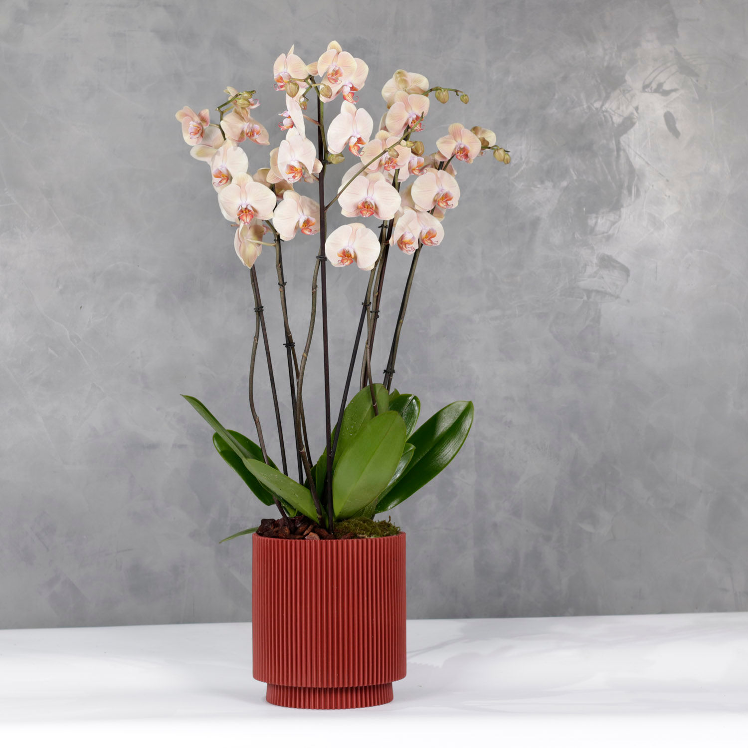 Online Special Peache Orchids In A Design Acrylick Groove Vase Gift ...