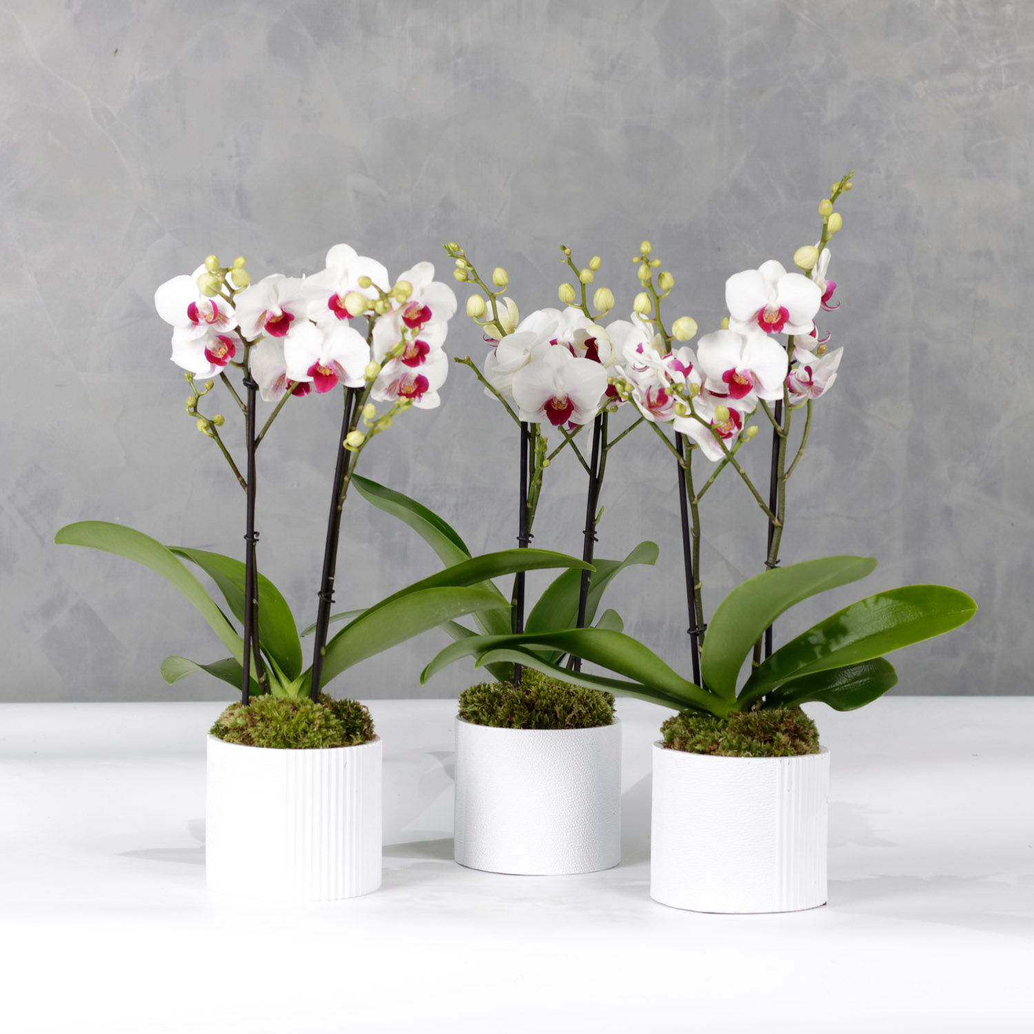 Online Trio Of Multiflora Orchids Gift Delivery in Kuwait - Fnp.ae