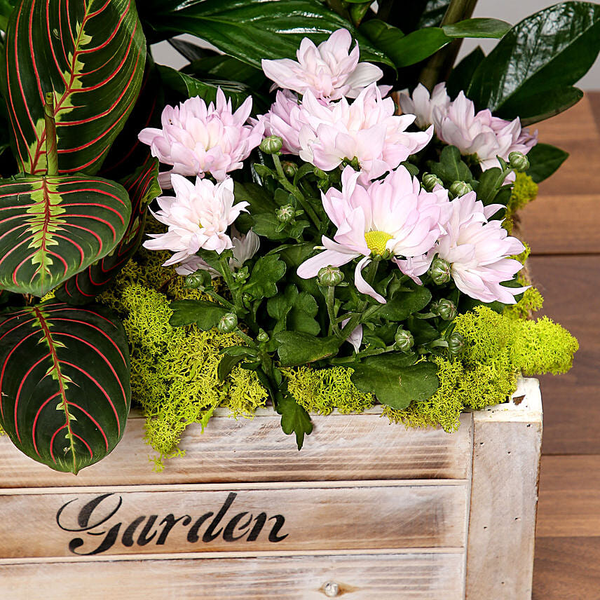 Order Beautiful Green Garden Box Online | Same-Day Delivery UAE - Fnp.ae
