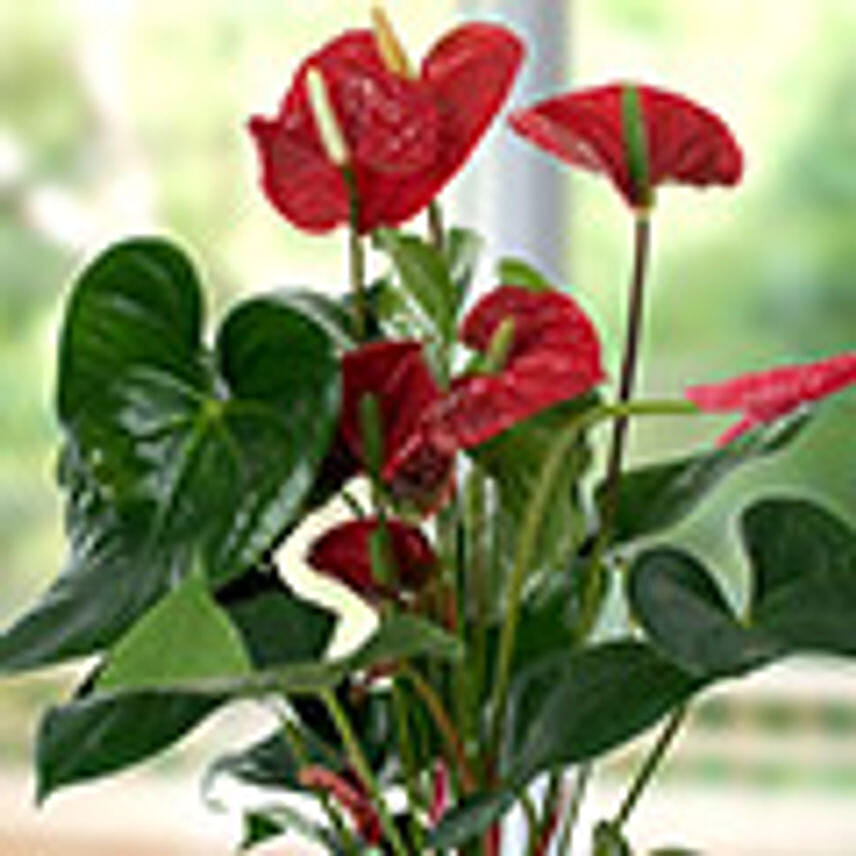 Order Red Anthurium Online | Same-Day Delivery UAE - Fnp.ae
