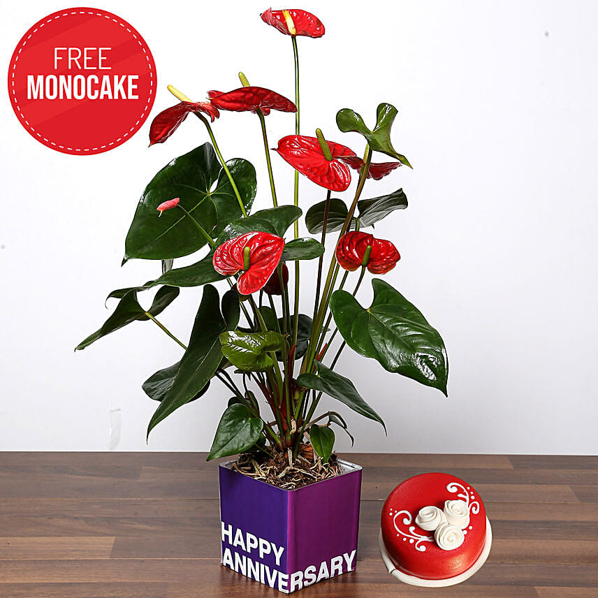 Order Red Anthurium Plant and Free Mono Cake Online | Same-Day Delivery ...