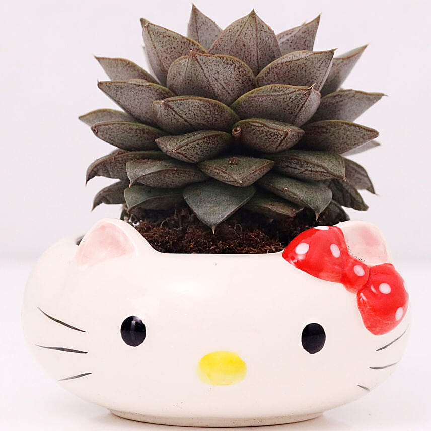 Order Hello Kitty Pot of Echeveria Plant Online | Same-Day Delivery UAE ...