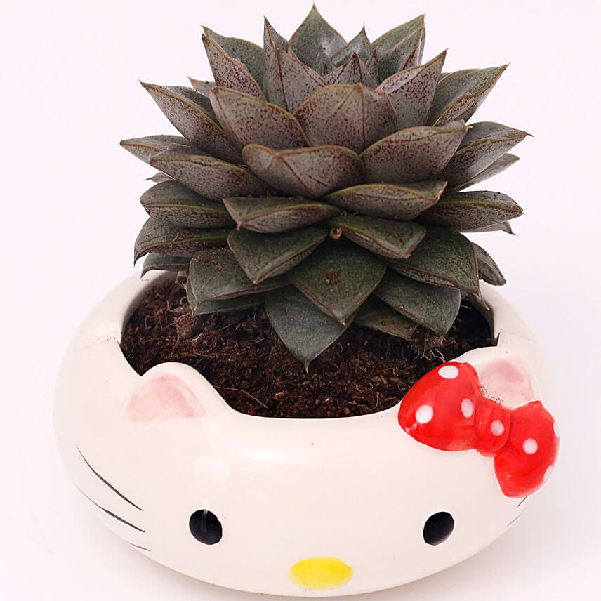 Order Hello Kitty Pot of Echeveria Plant Online | Same-Day Delivery UAE ...