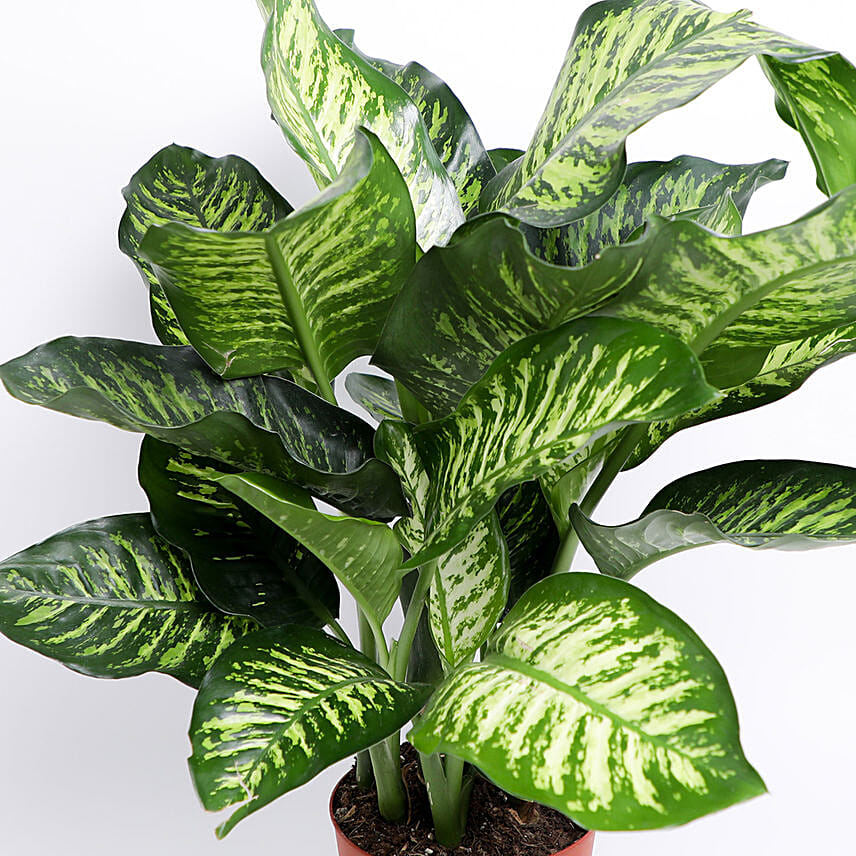 Order Dieffenbachia Plant In Brown Plastic Pot Online | Same-Day ...