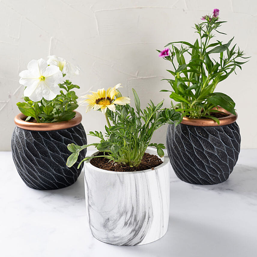 Online Trio of Flowering Plants Gift Delivery in UAE - FNP