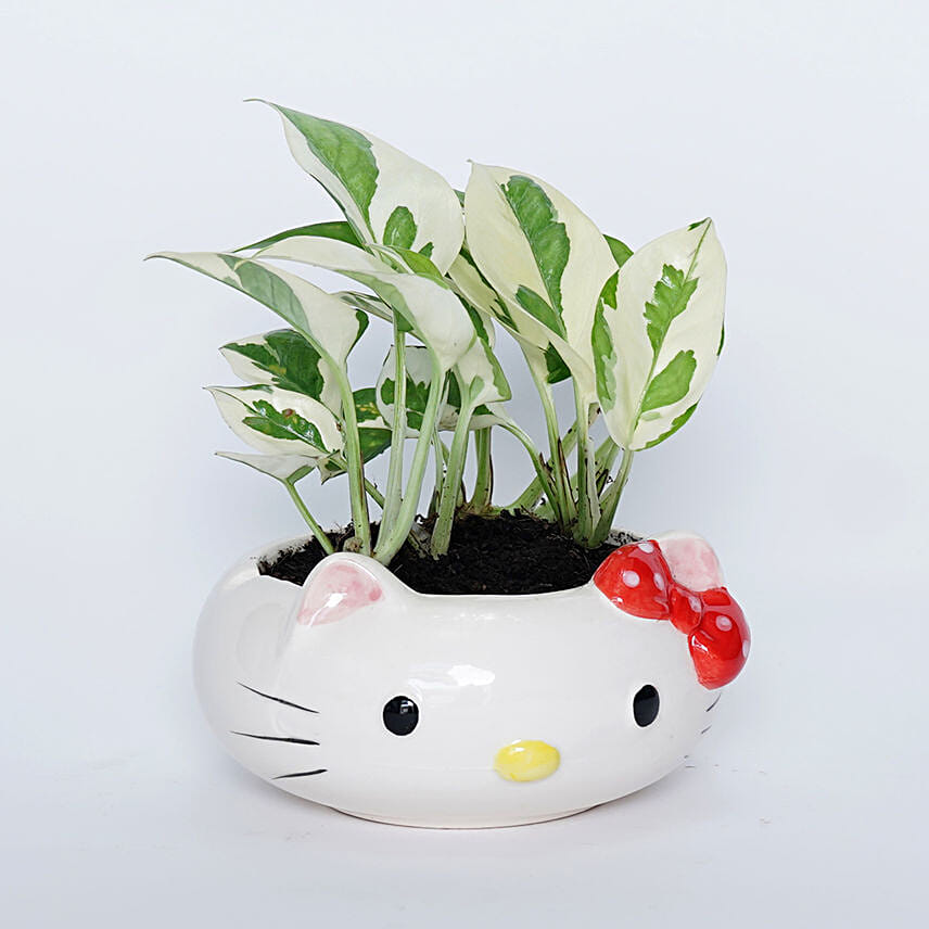 Order Joy Plant In Hello Kitty Pot Online | Same-Day Delivery UAE - Fnp.ae