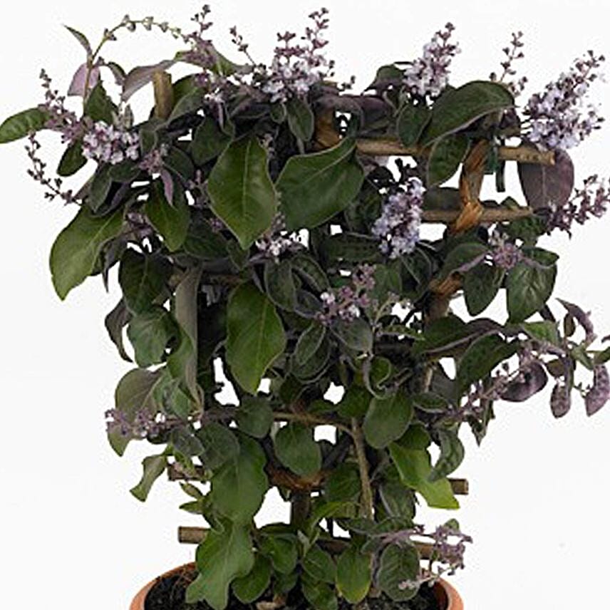 Order Vitex Rotundifolia Plant Pot Online | Same-Day Delivery UAE - Fnp.ae
