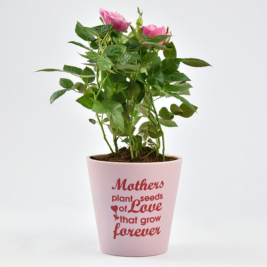 Order Mothers Love Rose Plant Online | Same-Day Delivery UAE - Fnp.ae