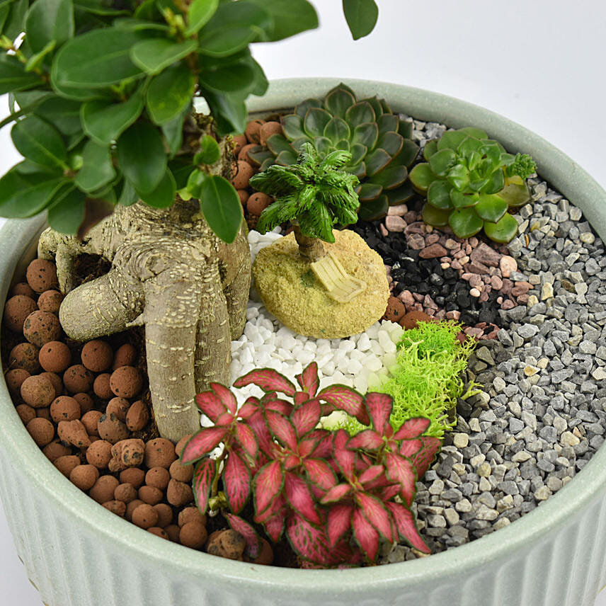 Online Beautiful Bonsai Dish Garden Gift Delivery in UAE - FNP