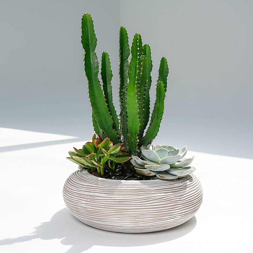 Order Cactus and Succulents Dish Garden in Premium Planter Online ...