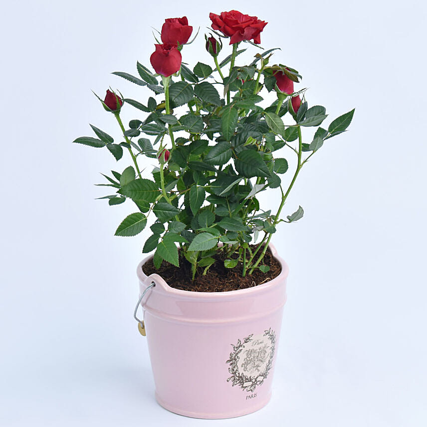 Order Red Rose Plant in Pink Metal Bucket Pot Online | Same-Day ...