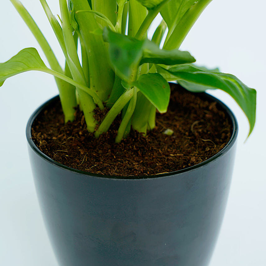 Order Dieffenbachia Plant For Your Indoors Online | Same-Day Delivery ...