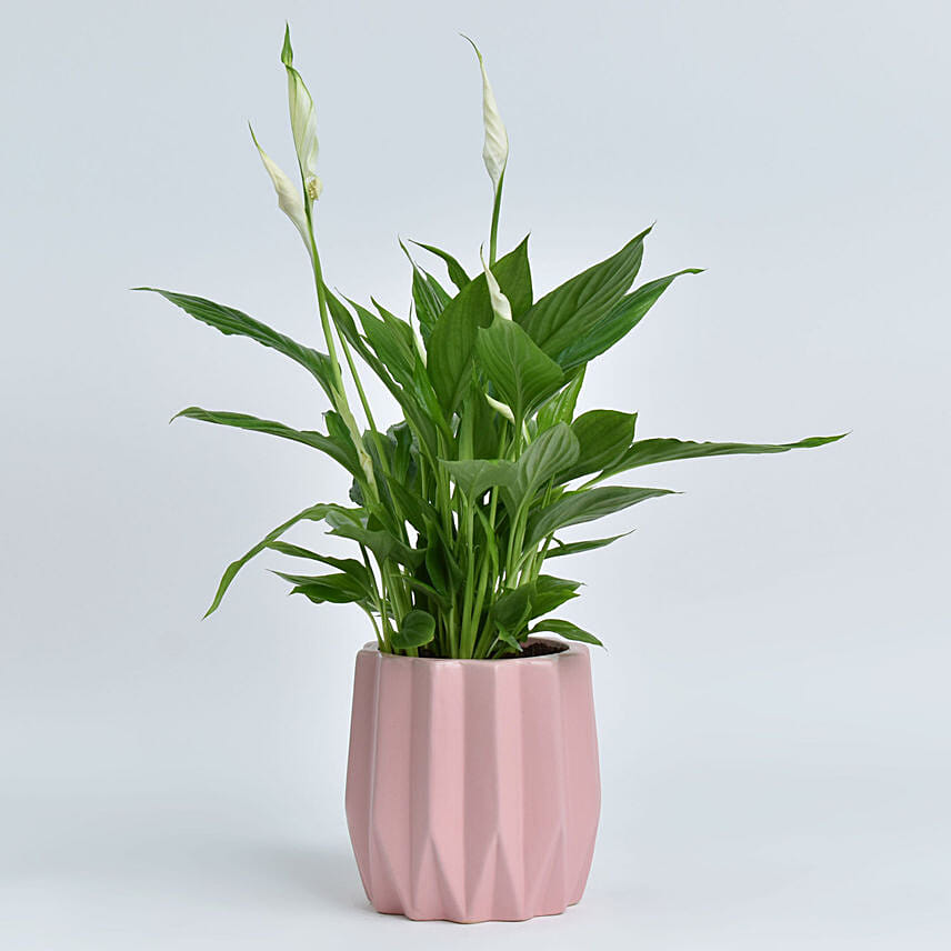 Order Peace Lily in Premium Planter Online | Same-Day Delivery UAE - Fnp.ae