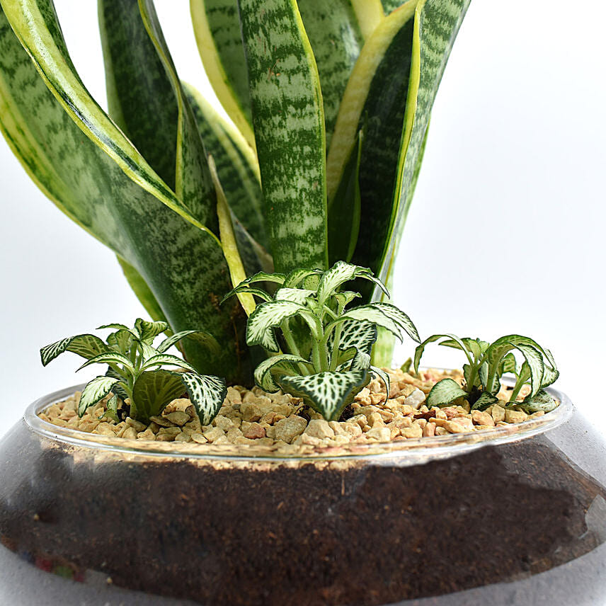 Order Snake Plant and Fittonia Dish Online | Same-Day Delivery UAE - Fnp.ae