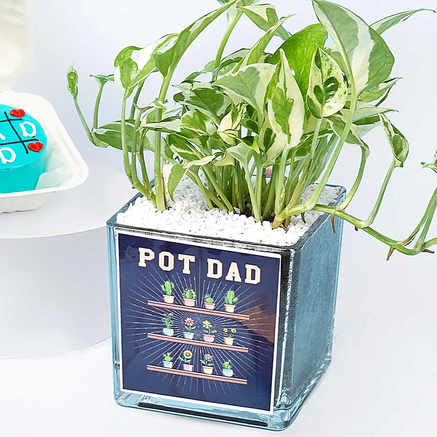 Online Pot Dad Plant and Cake Combo Gift Delivery in UAE - FNP