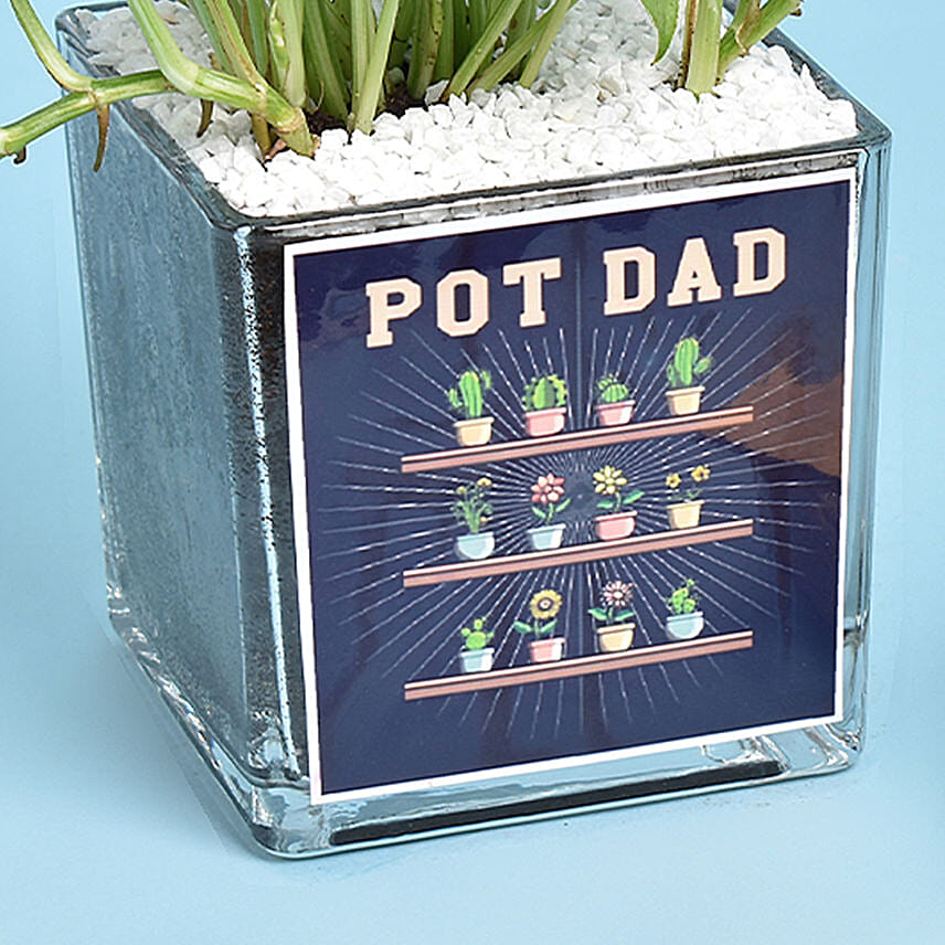 Order Pot Dad Plant and Perfume Combo Online | Same-Day Delivery UAE ...