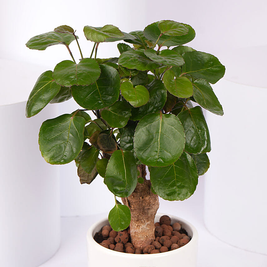 Order Aralia Fabian Lucky Plant Online | Same-Day Delivery UAE - Fnp.ae