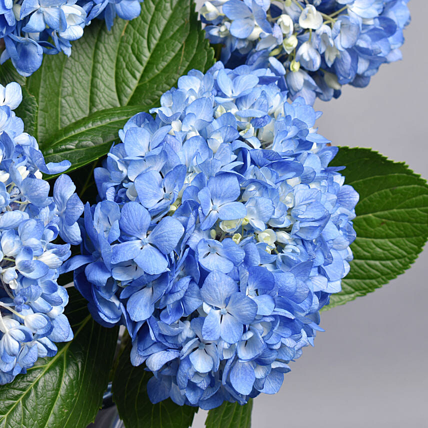 Order Hydrangea Grandeur Online | Same-Day Delivery UAE - Fnp.ae