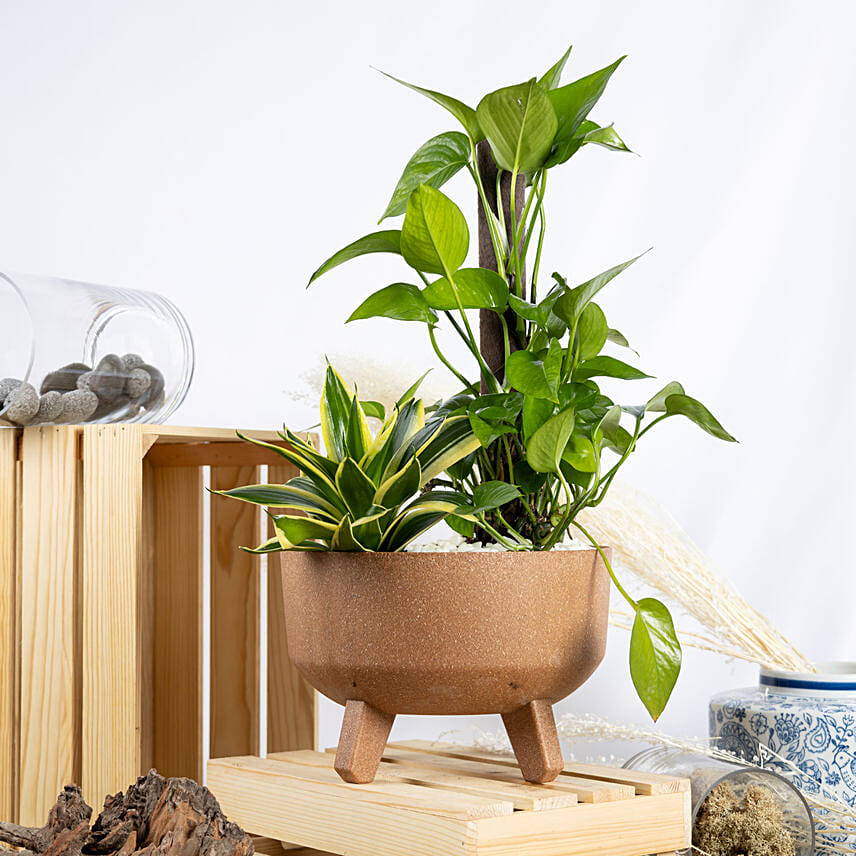 Order Marble Queen Pothos with Snake Plant Online | Same-Day Delivery ...