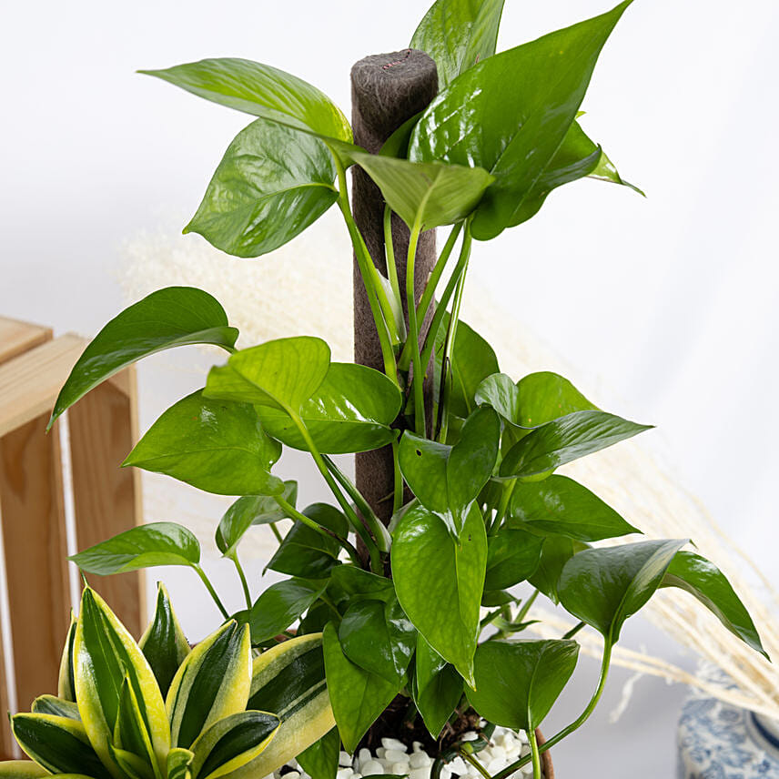 Order Marble Queen Pothos with Snake Plant Online | Same-Day Delivery ...