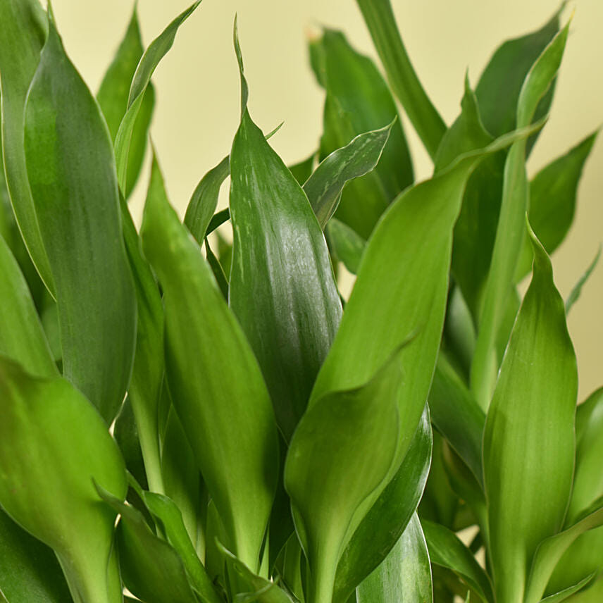 Order Big Lucky Bamboo Wheel Plant Online | Same-Day Delivery UAE - Fnp.ae