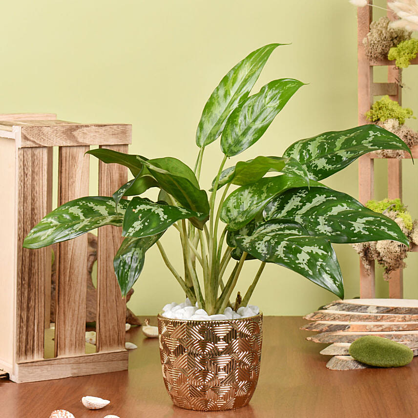 Online Maria Aglaonema Beautiful Indoor Plant Gift Delivery in UAE - FNP