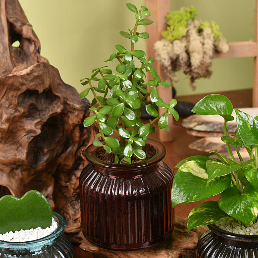 Order Mini Plants Collection Online | Same-Day Delivery UAE - Fnp.ae