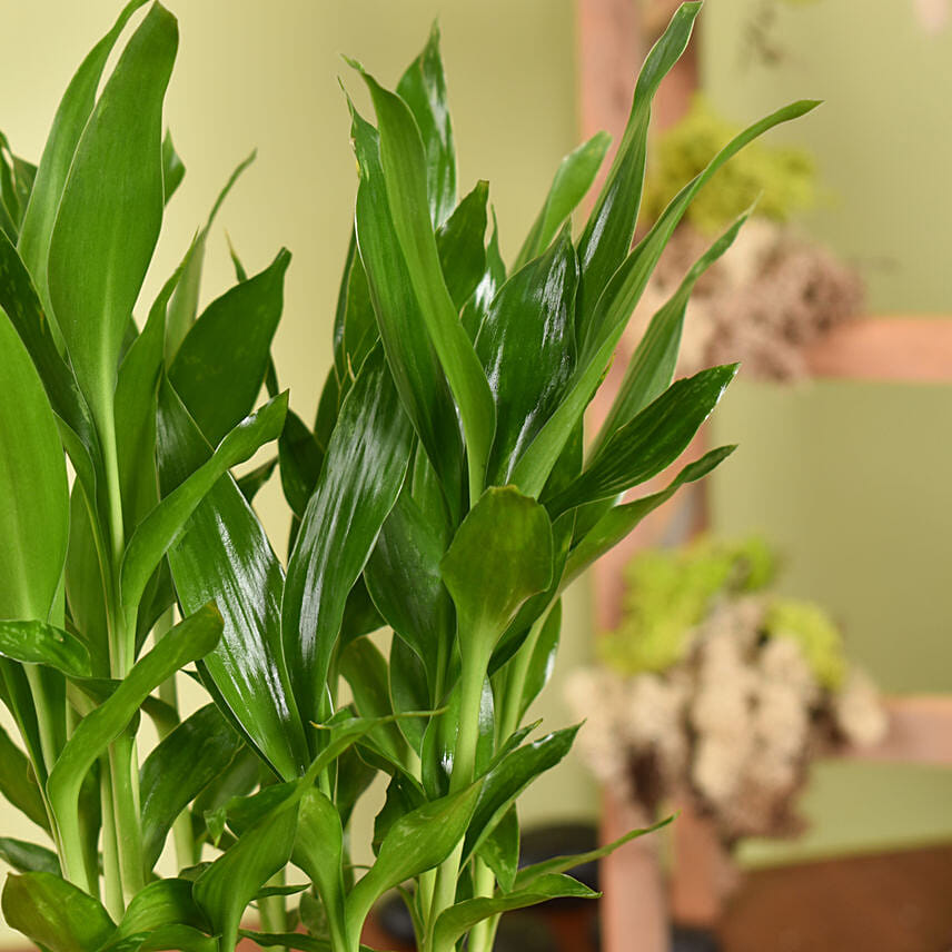 Order Small Lucky Bamboo Wheel Plant Online | Same-Day Delivery UAE ...