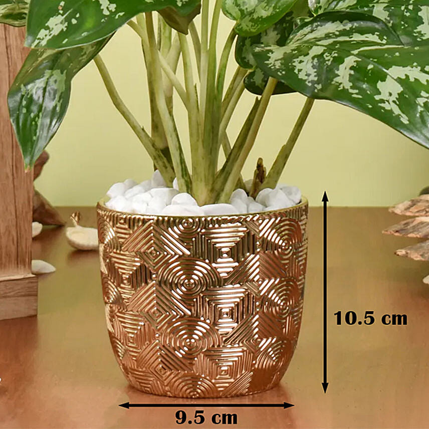 Order Maria Aglaonema Beautiful Indoor Plant Online | Same-Day Delivery ...