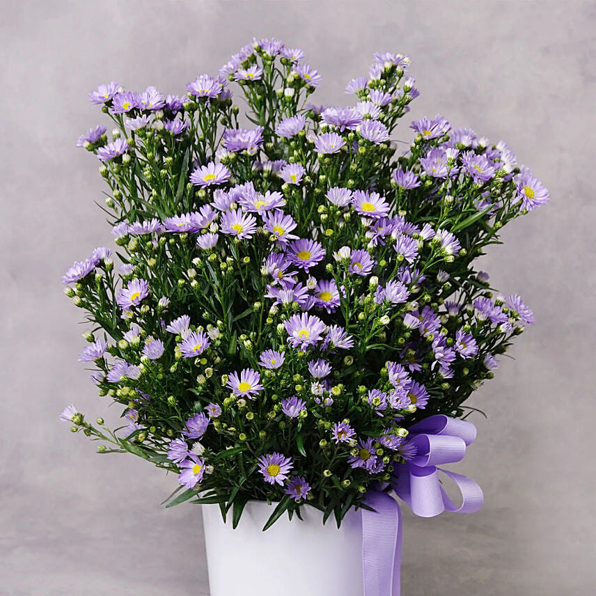Order Aster Flower and Cake Combo Online | Same-Day Delivery UAE - Fnp.ae