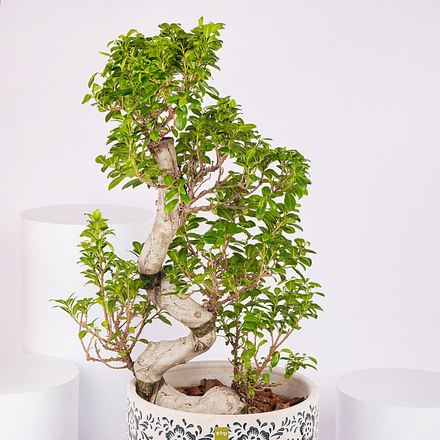 Order S Shape Ficus Bonsai in Premium Planter Online | Same-Day ...
