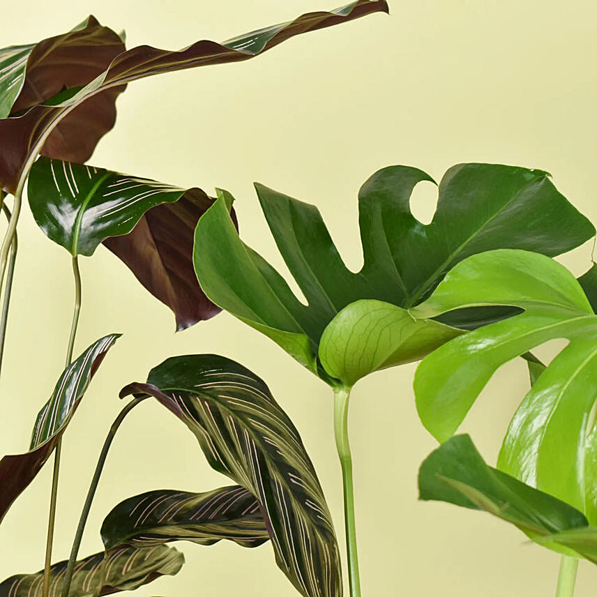 Order Air Purifying Duo of Calathea and Monstera Plant Online | Same ...