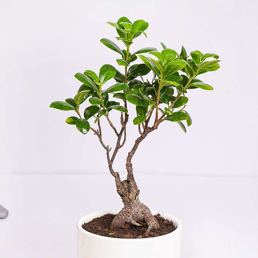 Order Zen bonsai in a ceramic pot Online | Same-Day Delivery UAE - Fnp.ae