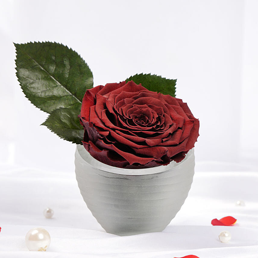 Online Large Dark Red Preserved Rose in Premium Base Gift Delivery in ...