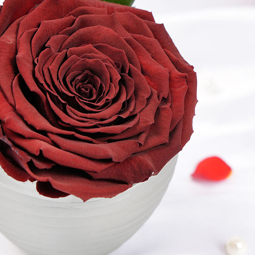 Online Large Dark Red Preserved Rose in Premium Base Gift Delivery in ...