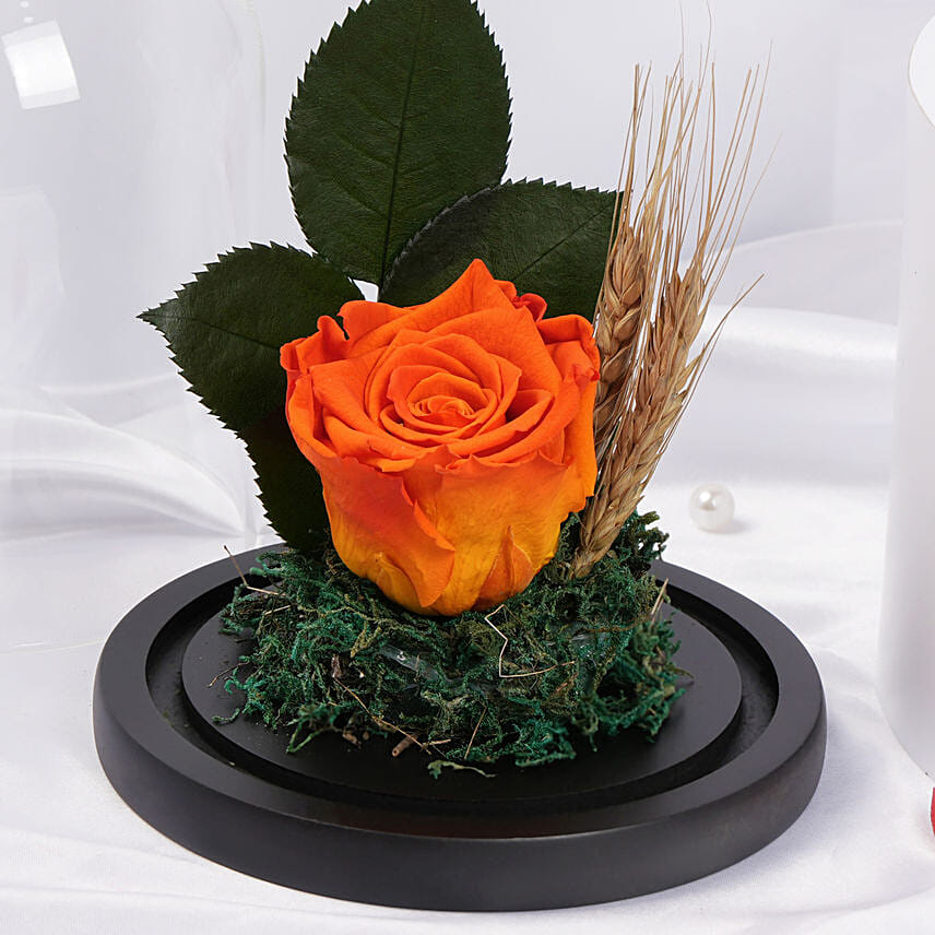 Order Bright Orange Forever Rose Dome Online | Same-Day Delivery UAE ...