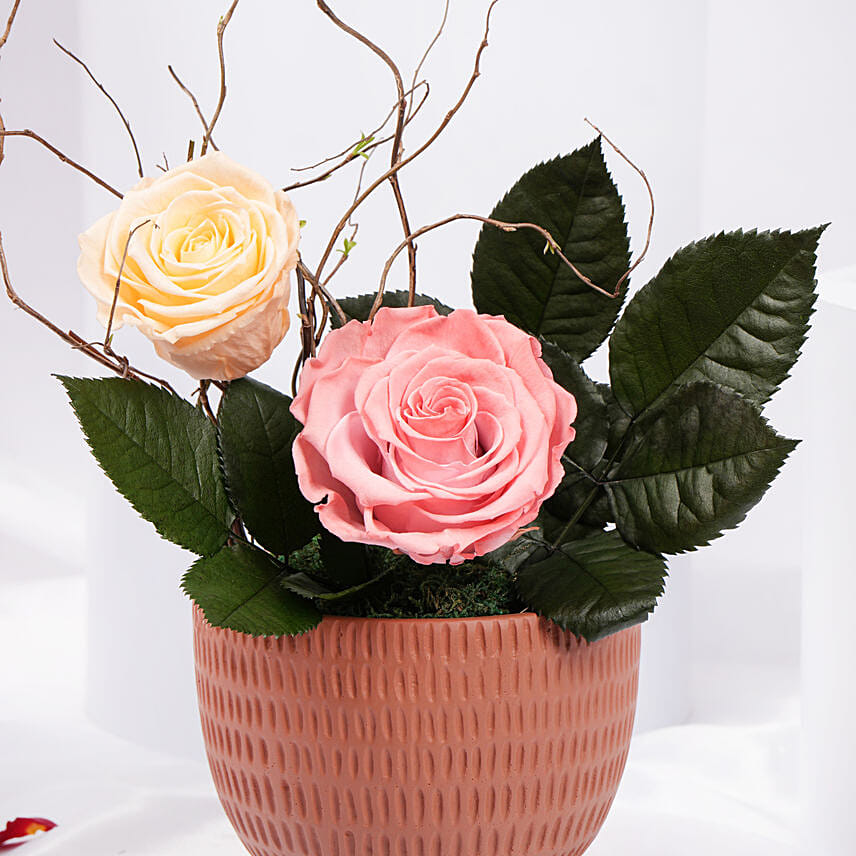 Order Preserved Rose Garden Online | Same-Day Delivery UAE - Fnp.ae
