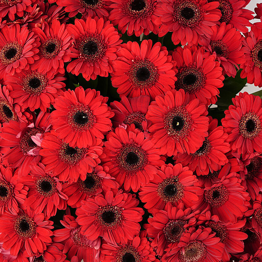 Order 100 Red Gerbera Bouquet Online | Same-Day Delivery UAE - Fnp.ae