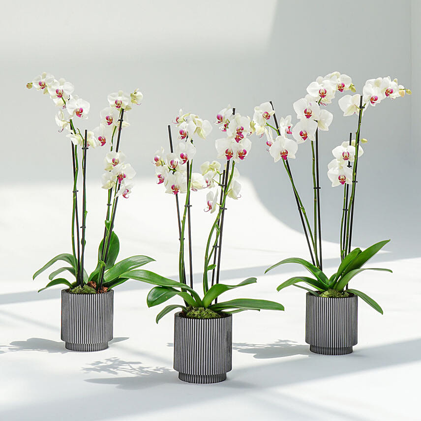 Order 12 Stem Pink Lips Holland Orchid Online | Same-Day Delivery UAE ...