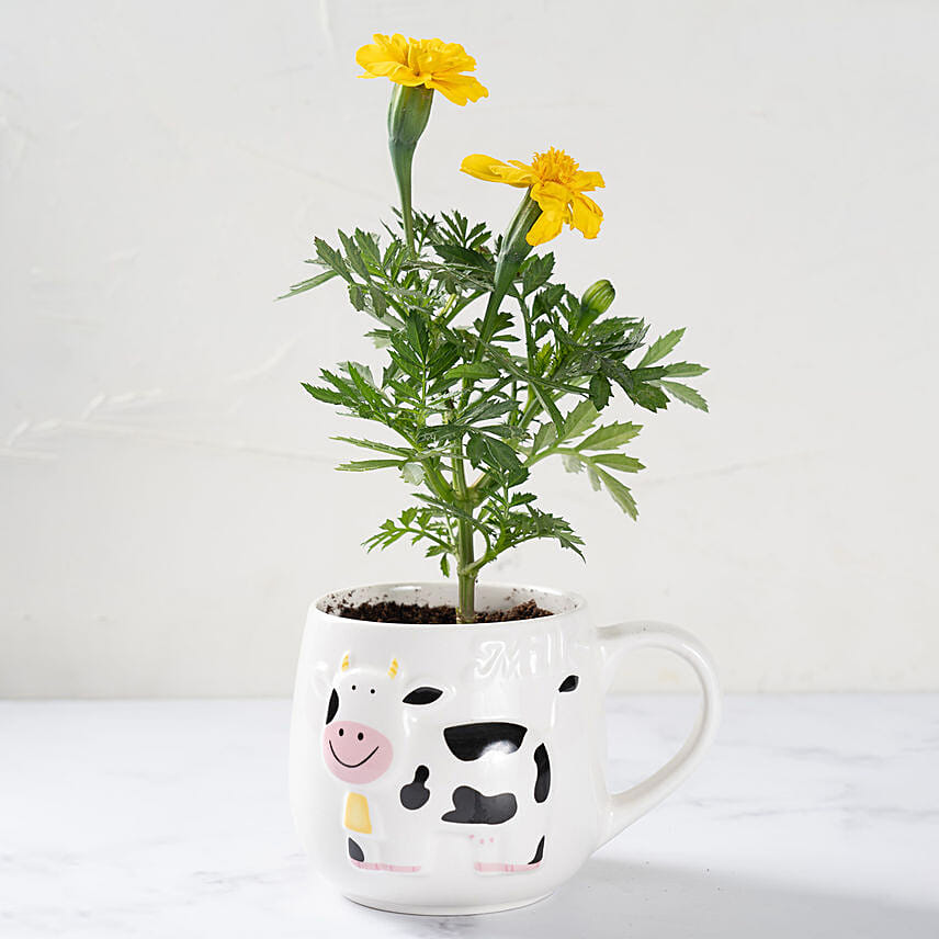 Order Yellow Marigold Small Pot Online | Same-Day Delivery UAE - Fnp.ae