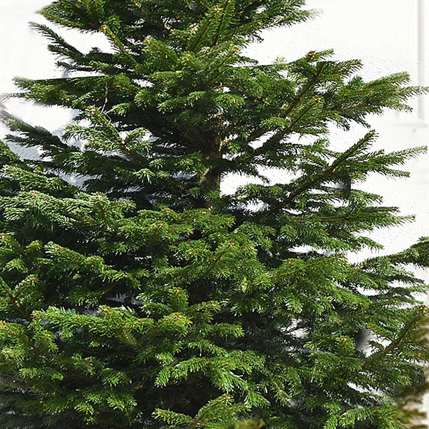 Order Evergreen Christmas Fresh Tree 8 To 9 Feet Online | Same-Day ...