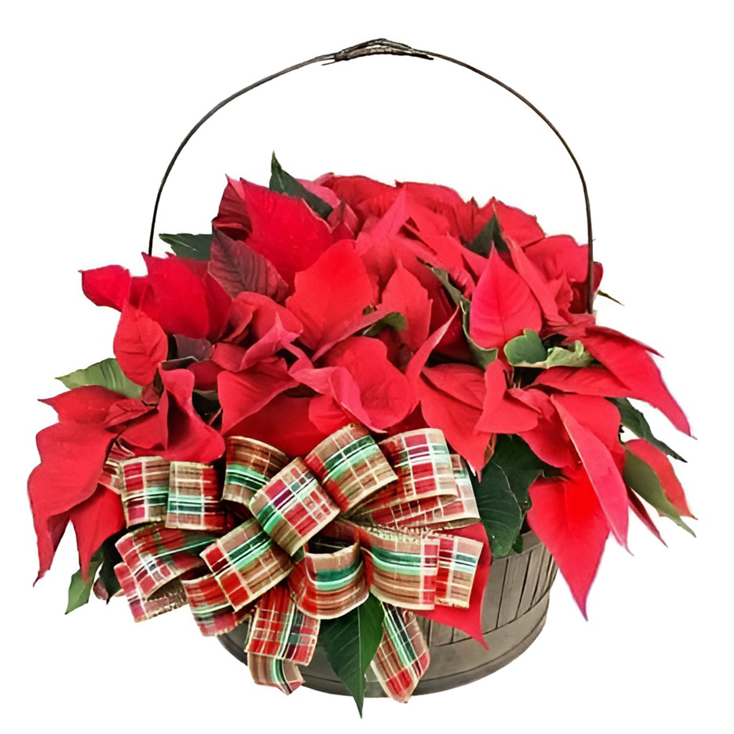 Online Blooming Poisettia Gift Delivery in Philippines - FNP