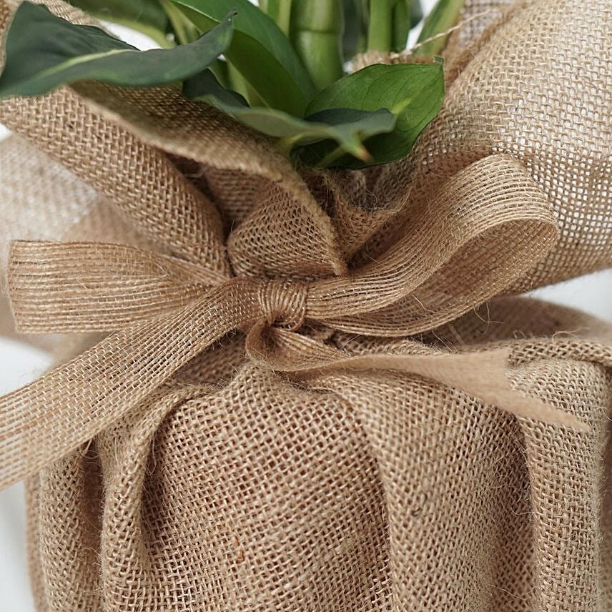 Online Dieffenbachia Plant Jute Wrapped Pot Gift Delivery in Qatar - Fnp.ae